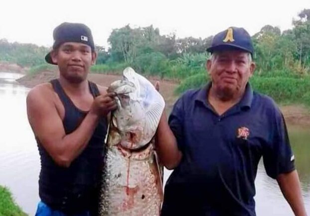 Capturan enorme Sábalo Real de más de 100 libras en aguas del Río ...